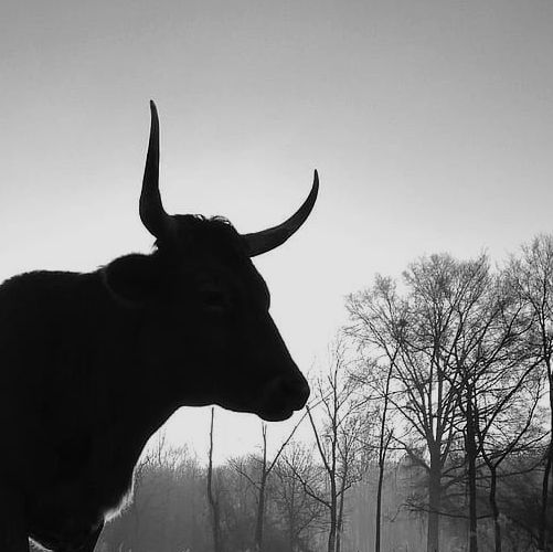 El toro negro – Cuarentongos